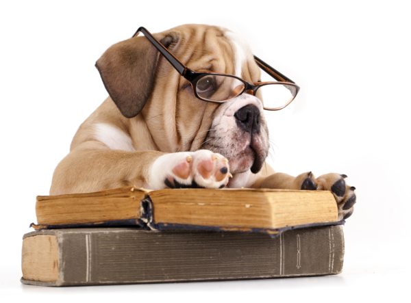 Education – bulldog studying 6.4 _82406989 | What Will Matter