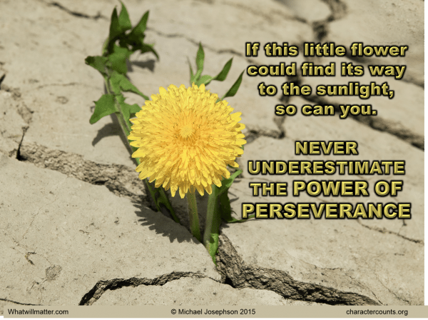 Perseverance – yellow flower sunlight | What Will Matter